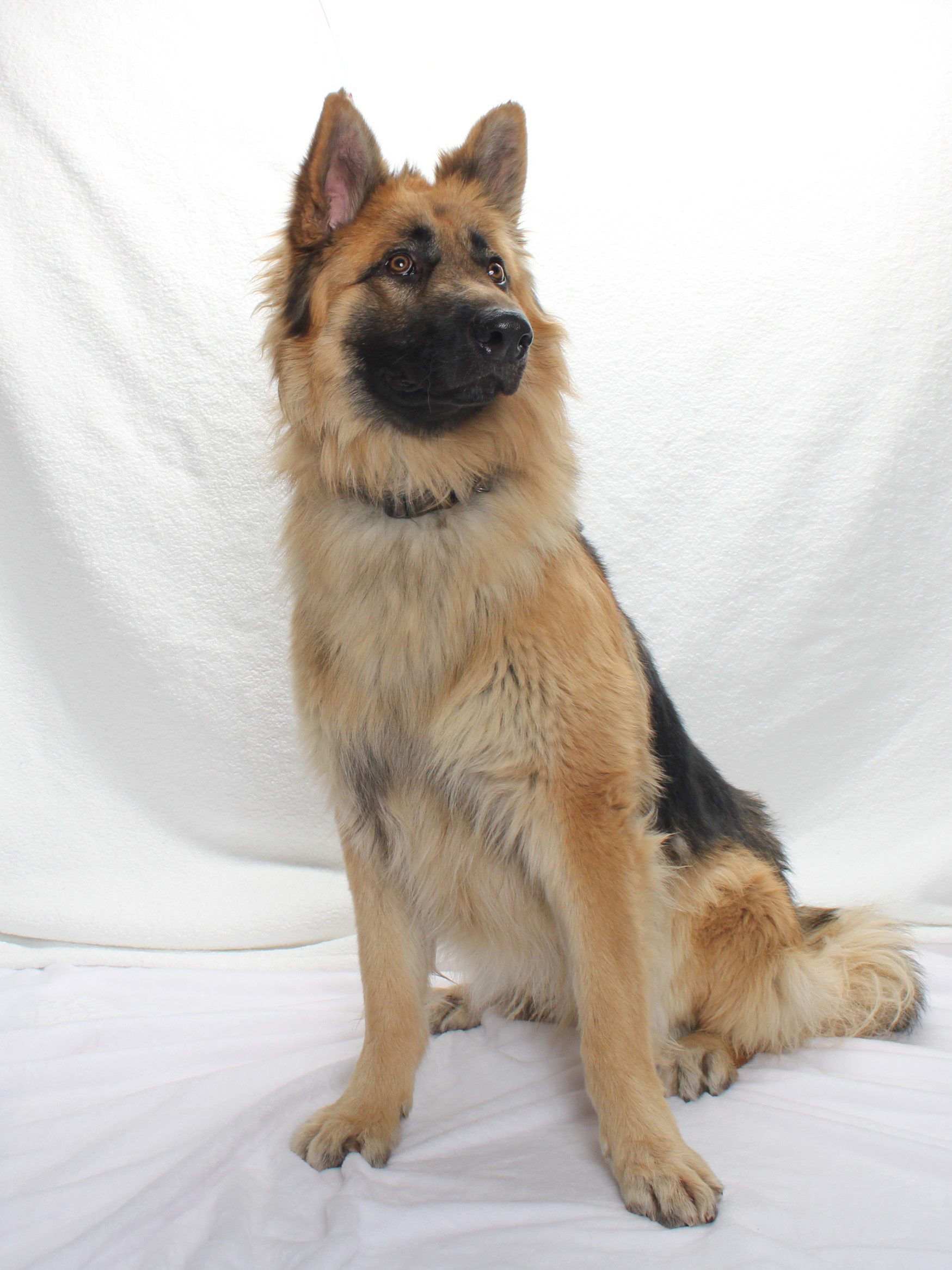 Adoptable Pet of the Week: Dodger - myBurbank