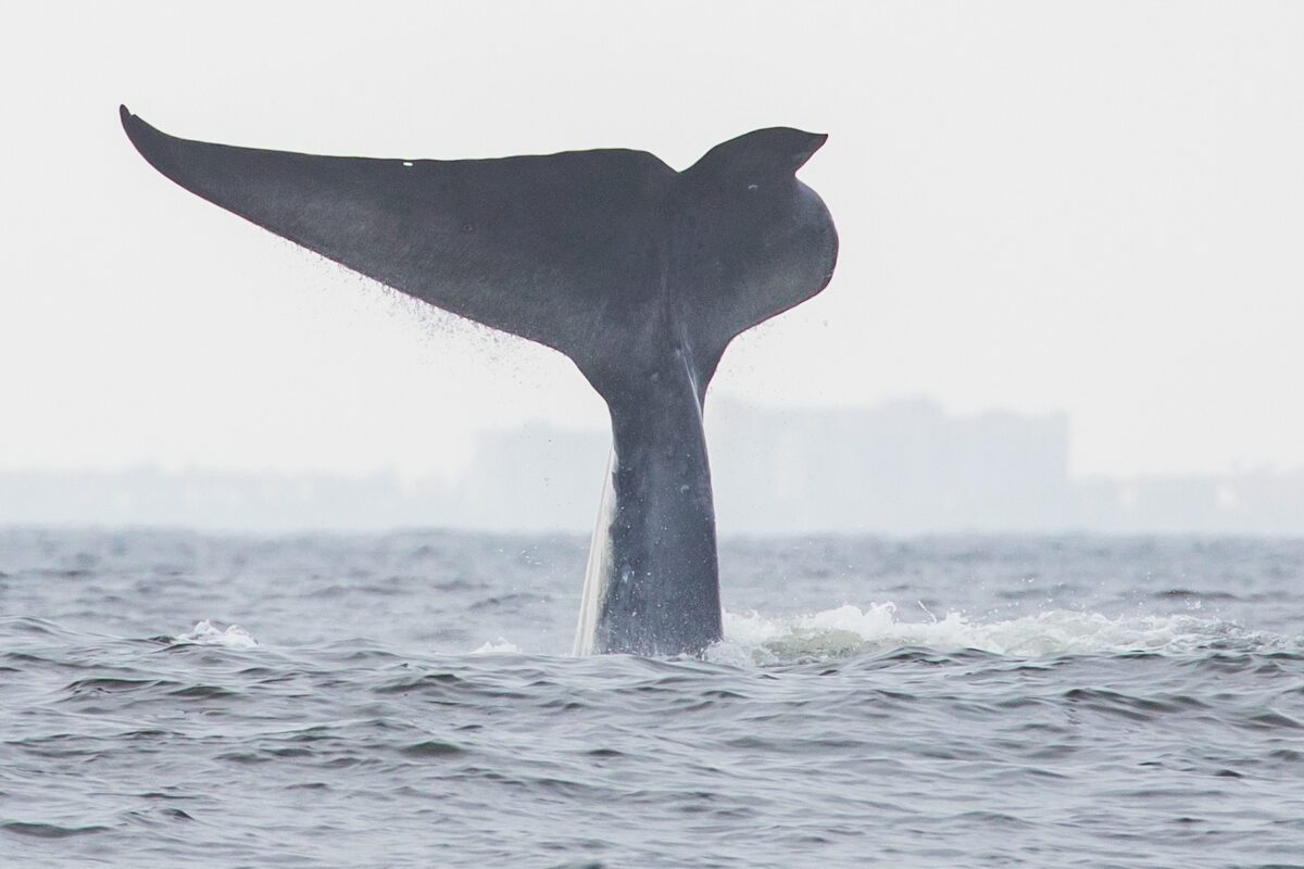 Summer Family Fun: Giant Blue Whales Seen on Newport Whale Watching ...