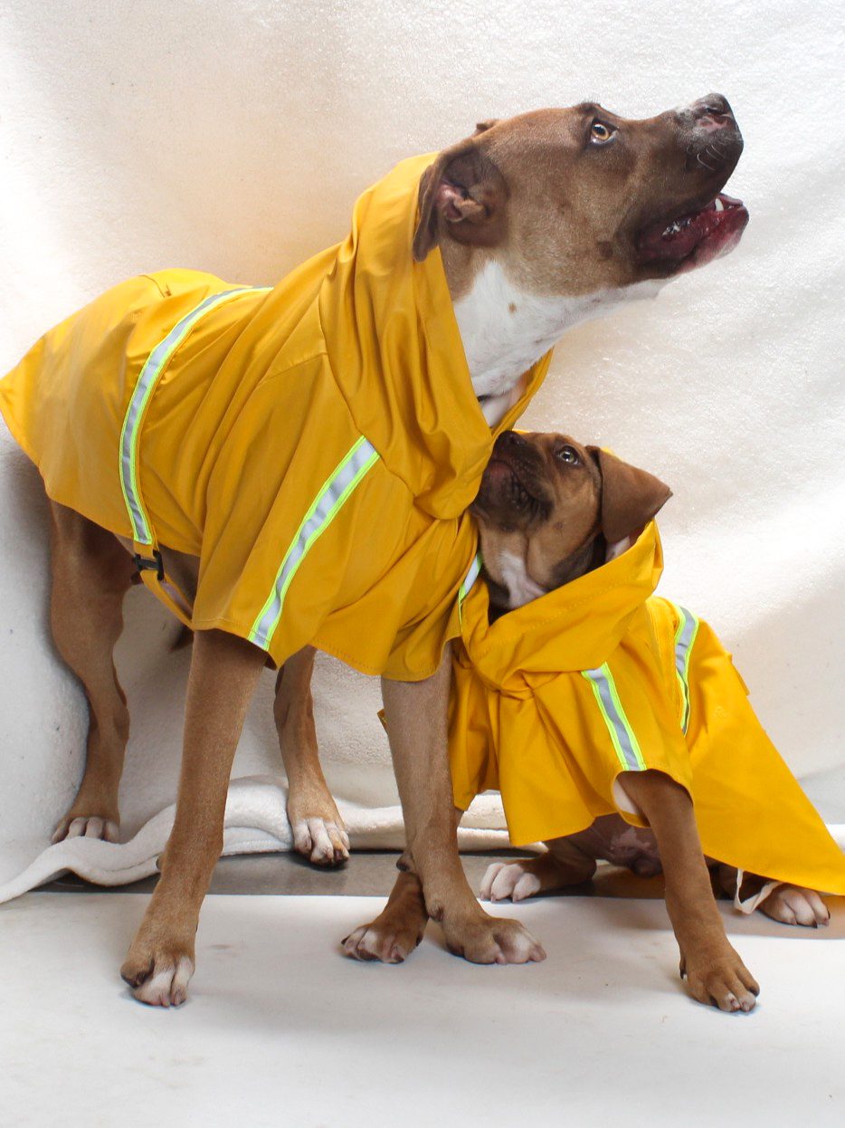 Adoptable Pets of the Week: Princess and Pea - myBurbank
