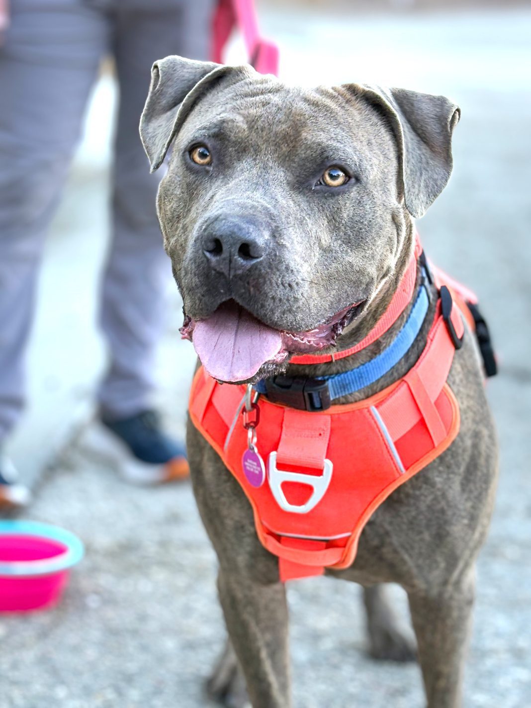 Adoptable Pet of the Week: Ozzie - myBurbank