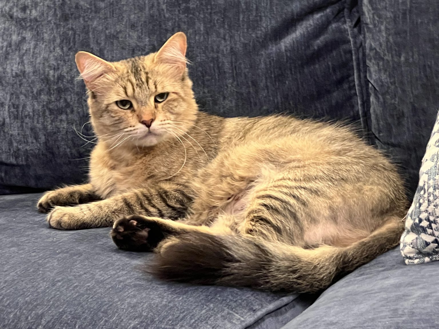Adoptable Pet of the Week: Floofy - myBurbank