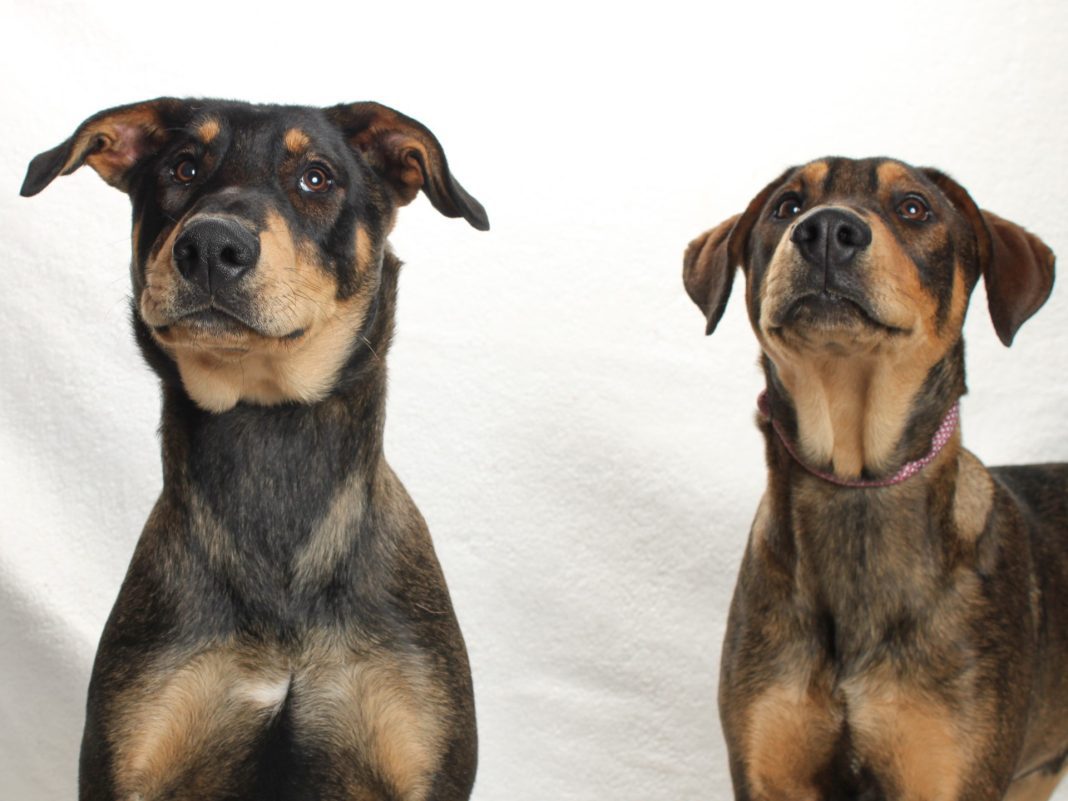 Adoptable Pets of the Week: Blake and Jake - myBurbank